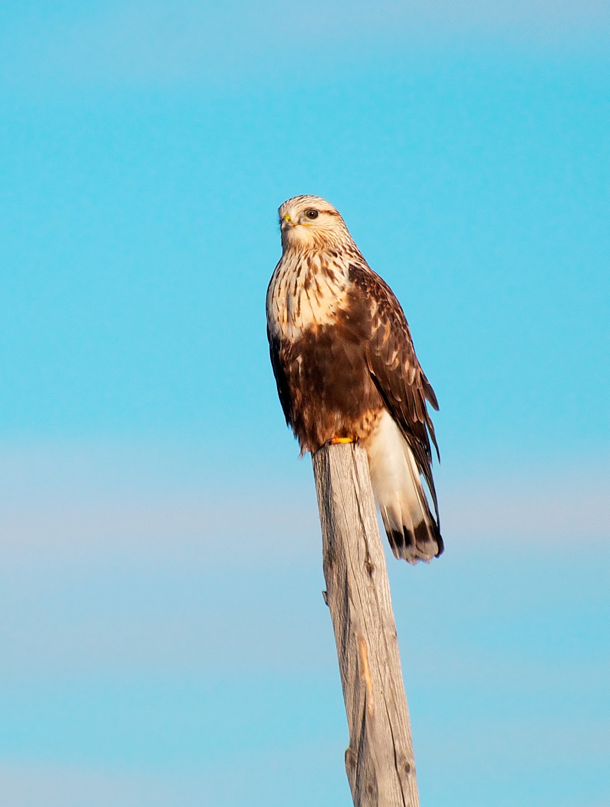 NW Bird Blog: Rough-legged Hawk